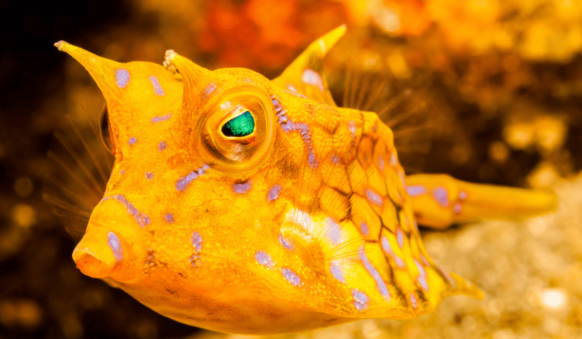 Discover Indonesia’s Premier Dive and Snorkel Destinations – Discovery ...